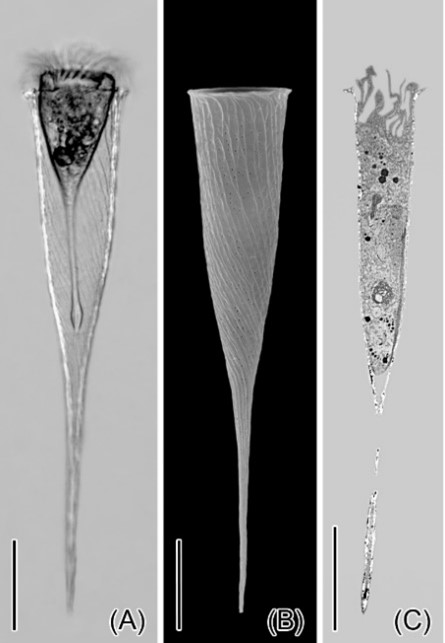 New Phylogenetic Features in Oligotrichea (Ciliophora) - Universität ...