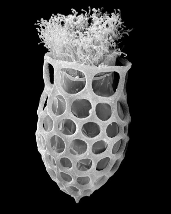 Biodiversity of Marine Tintinnids (Protista, Ciliophora) - Universität ...