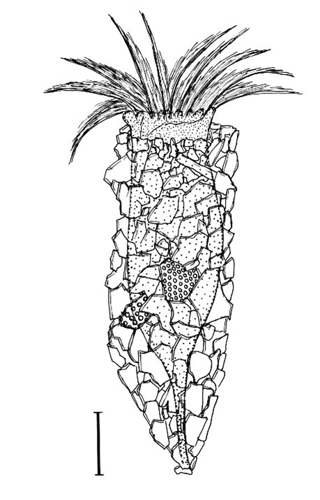 Biodiversity of Marine Tintinnids (Protista, Ciliophora) - Universität ...