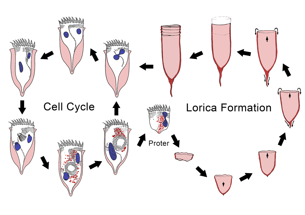 Lorica Forming Material in Tintinnids (Ciliophora) - Universität Salzburg