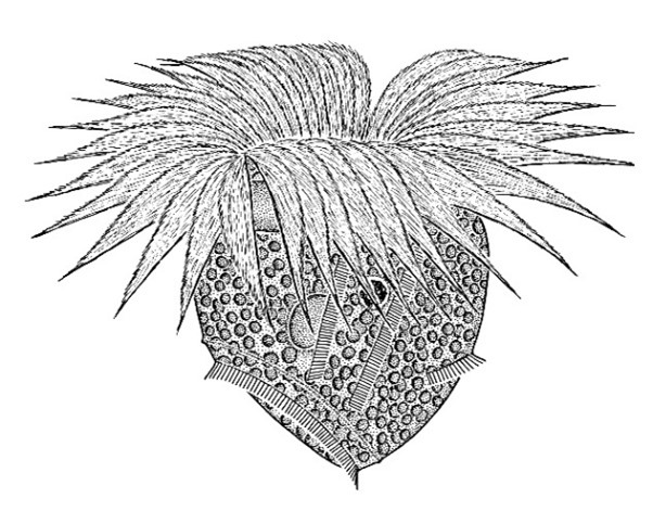 A Revision of Aloricate Oligotrichea (Ciliophora, Spirotricha), a Group ...