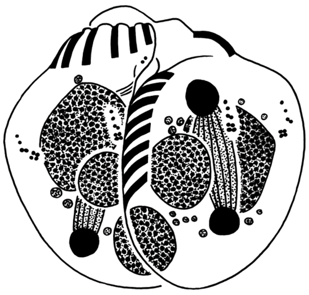 A Revision of Aloricate Oligotrichea (Ciliophora, Spirotricha), a Group ...