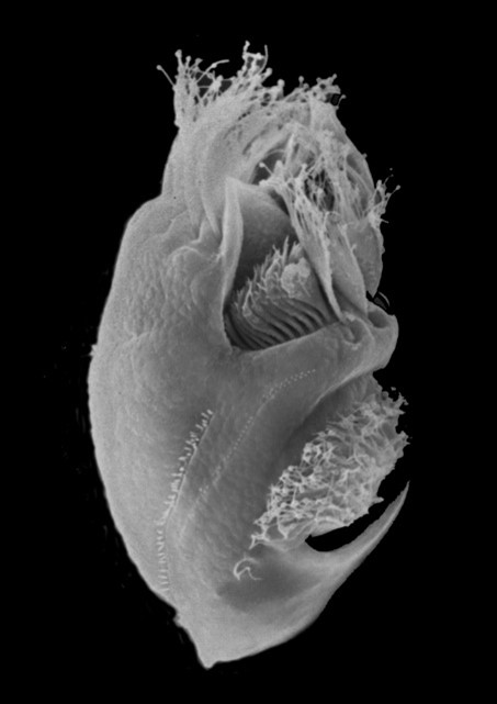 Marine Plank­tonic Ciliates from European Coastal Waters - Universität ...
