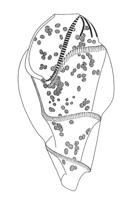Marine Plank­tonic Ciliates from European Coastal Waters - Universität ...