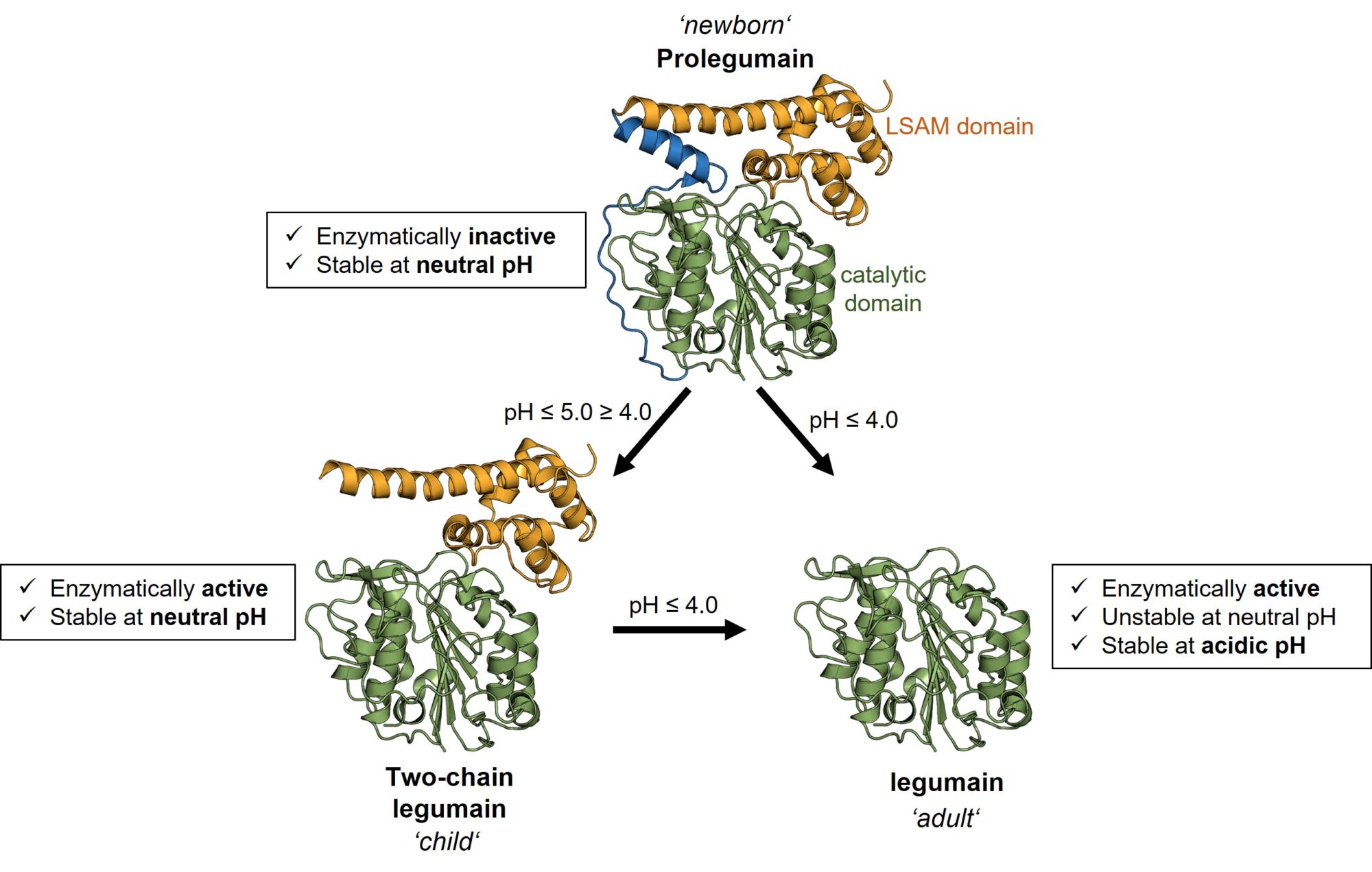 Antigen Processing and Presentation - Universität Salzburg