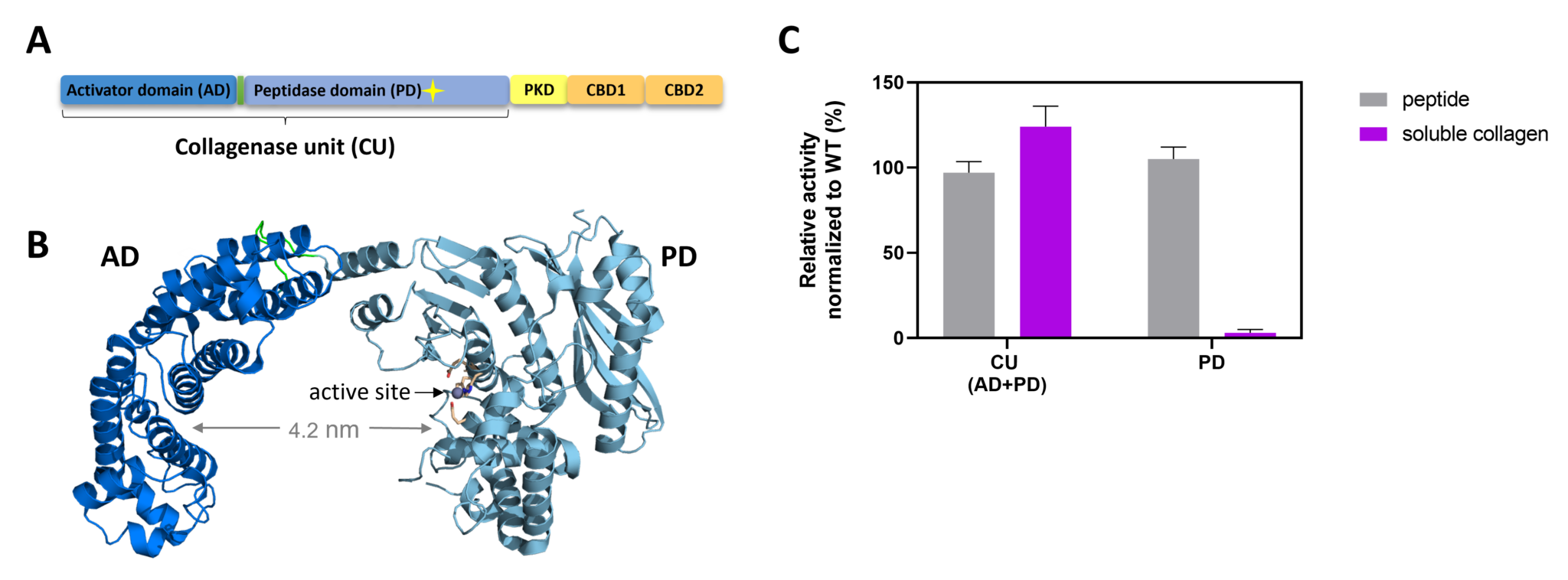 Mechanism of bacterial collagen degradation - Universität Salzburg