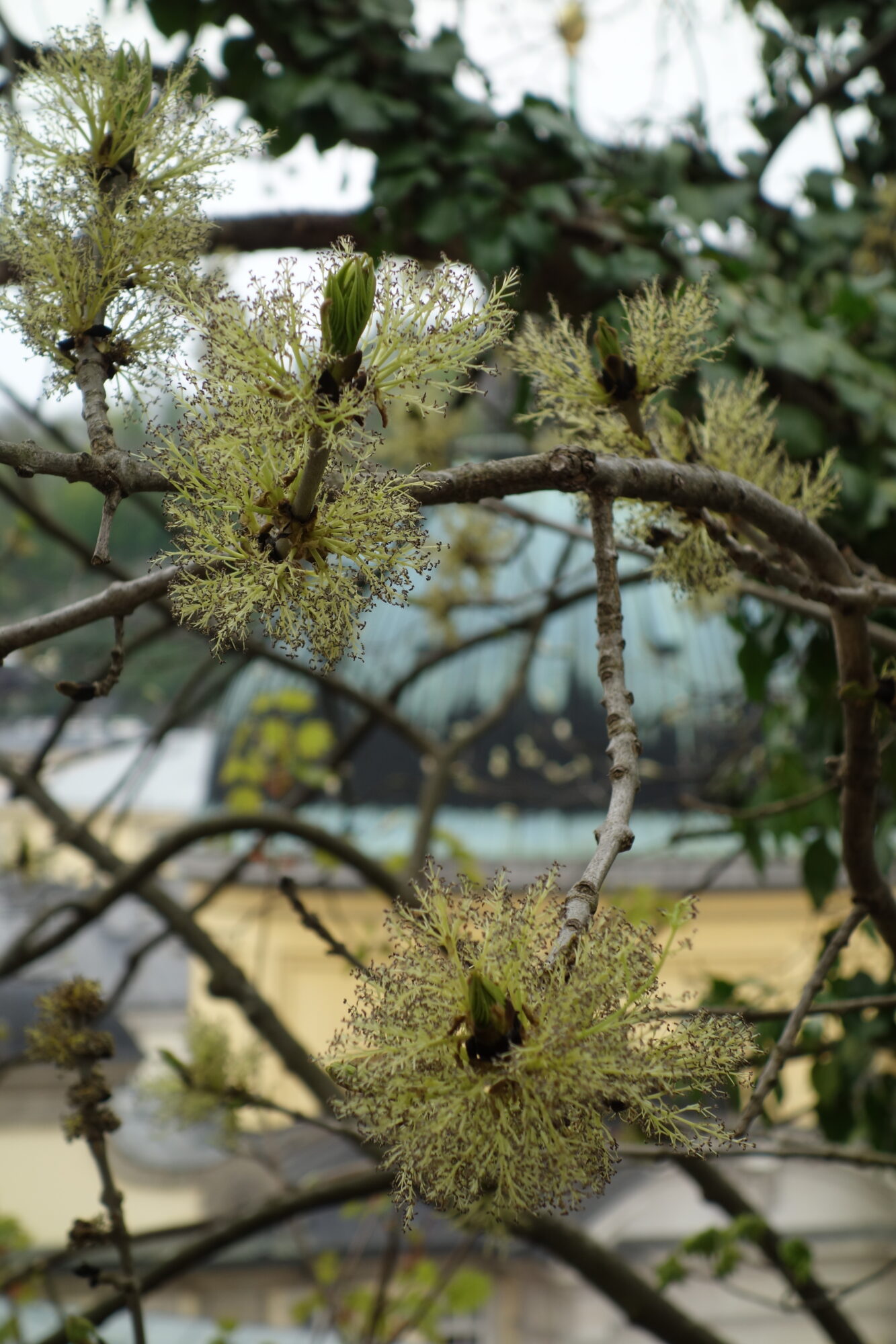 Aktuelle Polleninformation - Paris Lodron Universität Salzburg